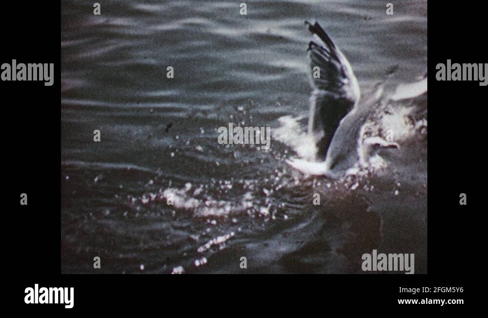 1950s: bird flapping its wings / bird floating on the water / bird in ...