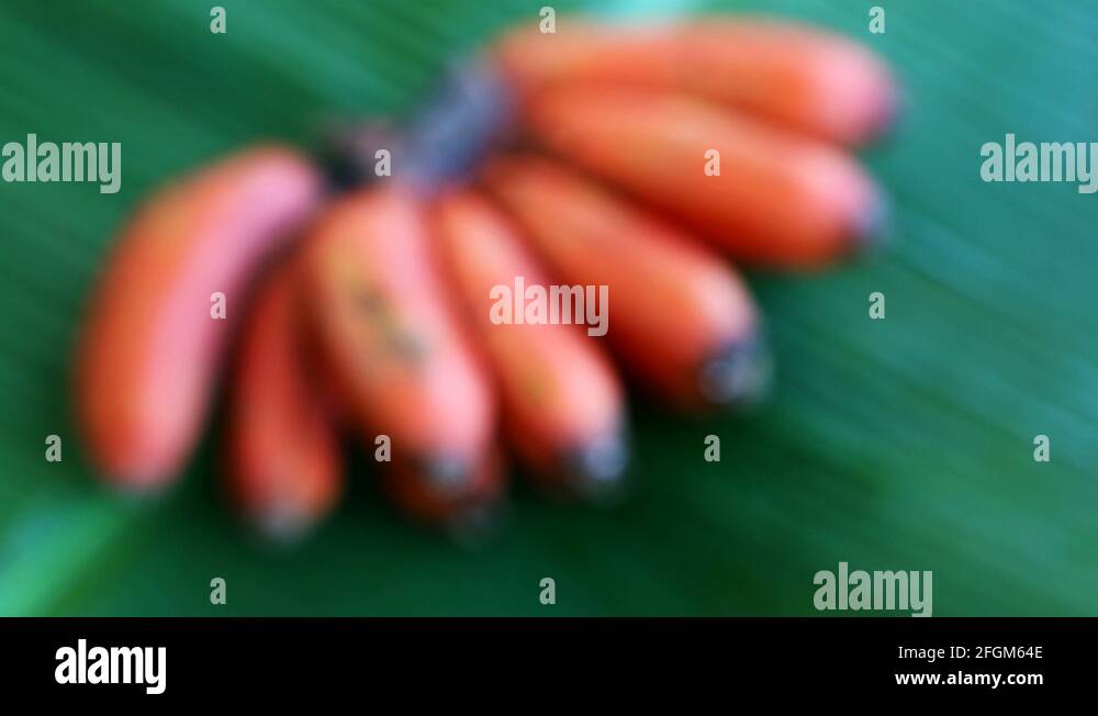 Red bananas Stock Videos & Footage - HD and 4K Video Clips - Alamy