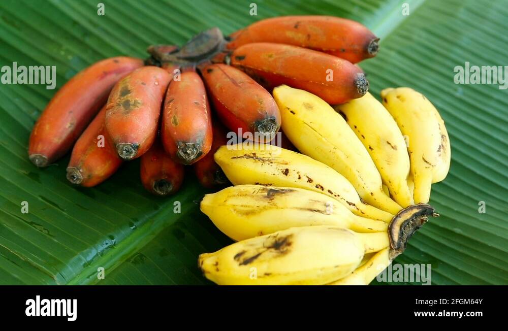 Red bananas and Yellow bananas - Rare species of bananas. Bunch of red ...
