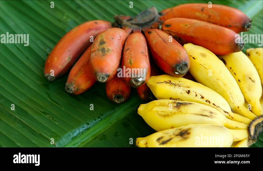 Red bananas and Yellow bananas - Rare species of bananas. Bunch of red ...