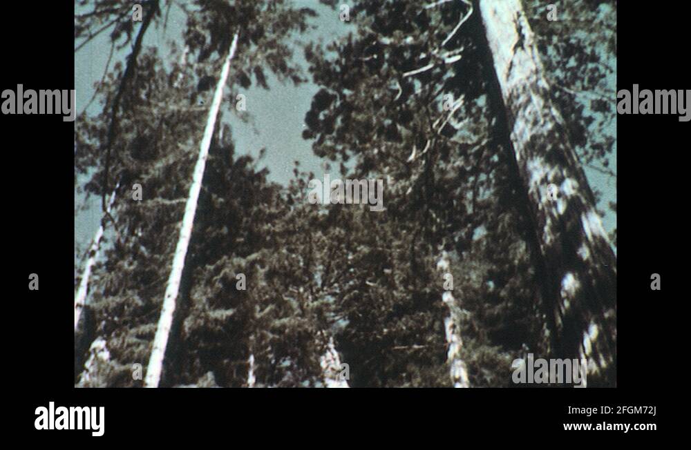 Truck crash tree Stock Videos & Footage - HD and 4K Video Clips - Alamy