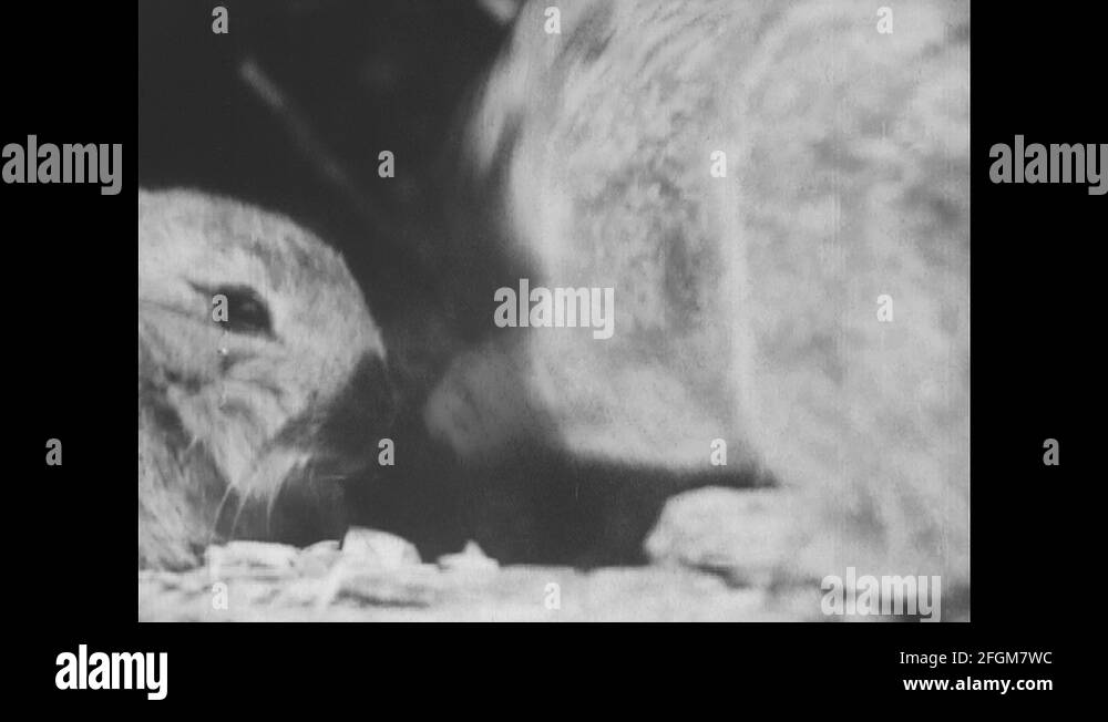 Squirrel and rabbit Stock Videos & Footage - HD and 4K Video Clips - Alamy