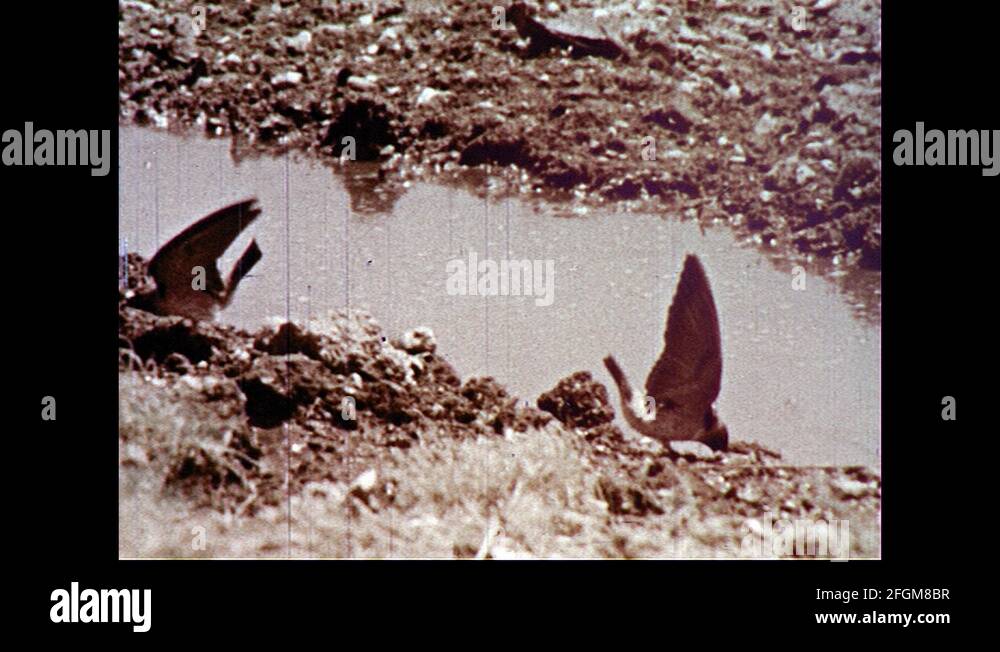 Pecking birds Stock Videos & Footage - HD and 4K Video Clips - Alamy