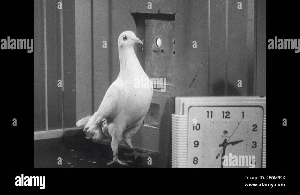 Staring bird Stock Videos & Footage - HD and 4K Video Clips - Alamy