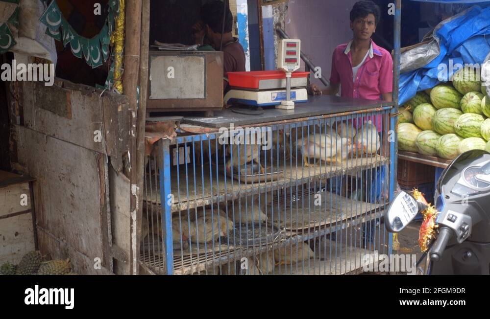 Animal cruelty, chickens in small cages fight, butcher, Mumbai slums ...