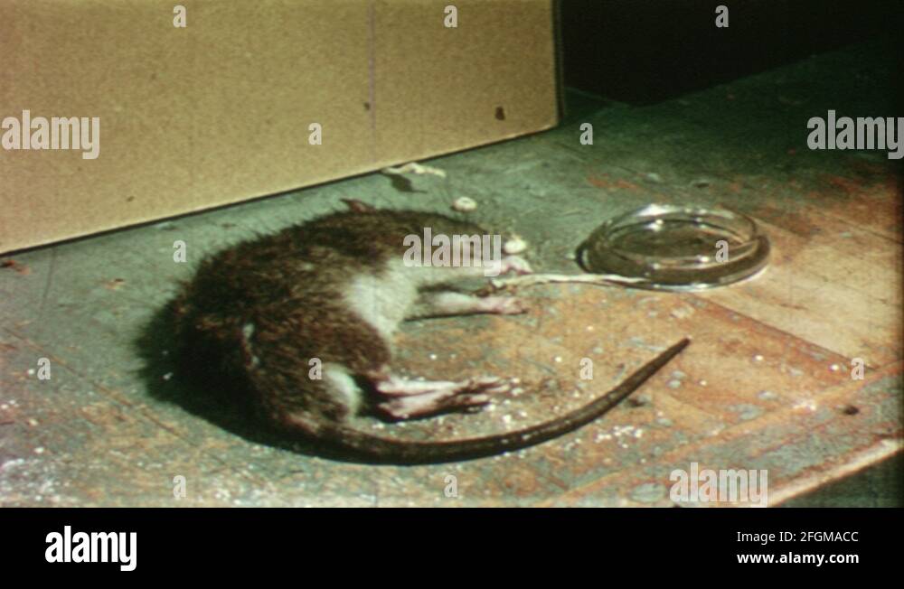 Dead rodent Stock Videos & Footage - HD and 4K Video Clips - Alamy