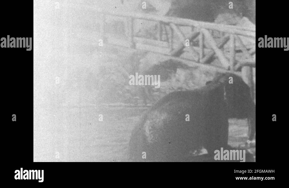 Exit of the animals Stock Videos & Footage - HD and 4K Video Clips - Alamy