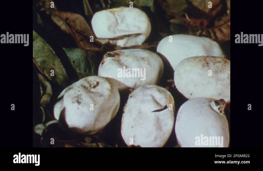 Hatching snake eggs Stock Videos & Footage - HD and 4K Video Clips - Alamy