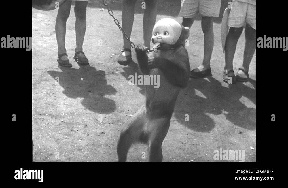 Monkey drum Stock Videos & Footage - HD and 4K Video Clips - Alamy