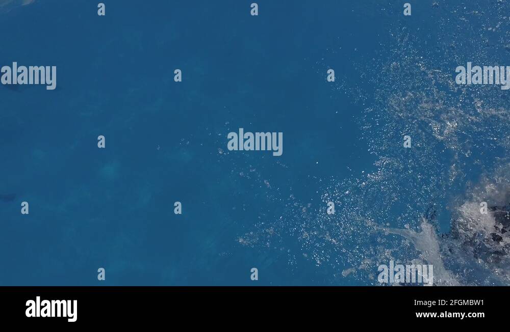 Shark attack boat Stock Videos & Footage - HD and 4K Video Clips - Alamy