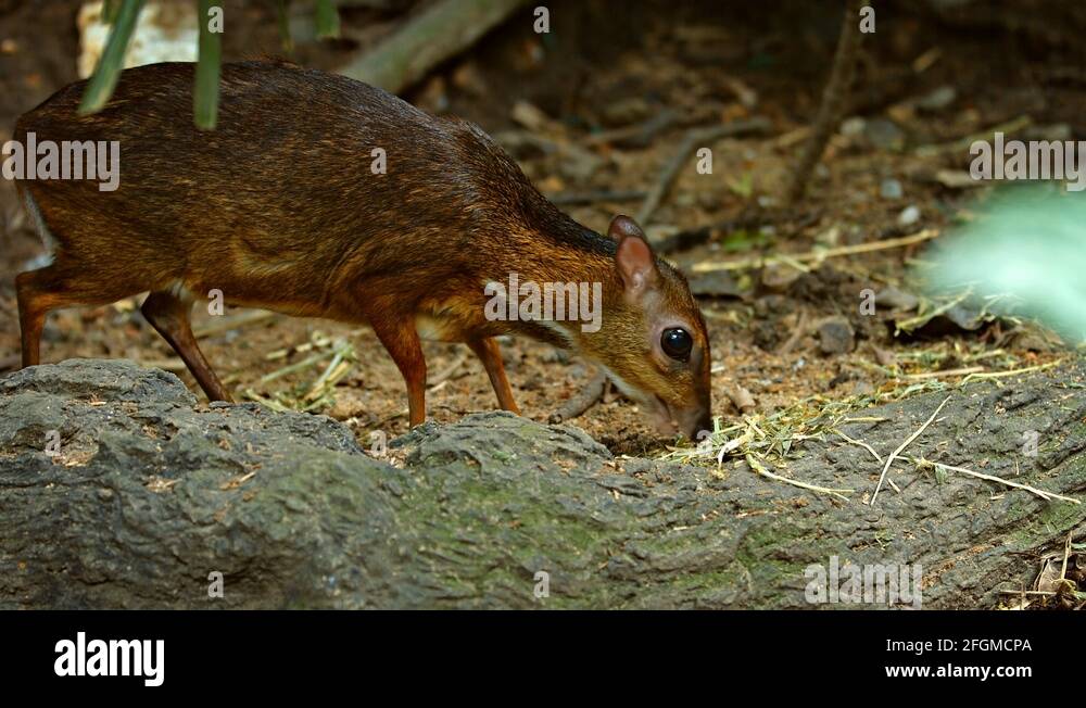 Javan deer Stock Videos & Footage - HD and 4K Video Clips - Alamy
