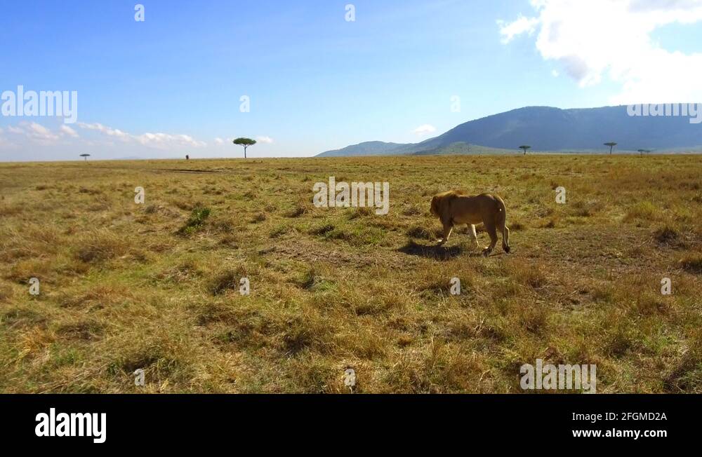 Lion hunting in africa Stock Videos & Footage - HD and 4K Video Clips ...