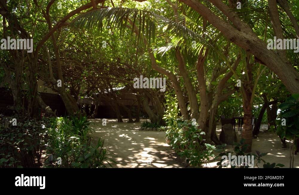Tropical Trees provide Shade for the Bungalows of this Luxury Resort ...