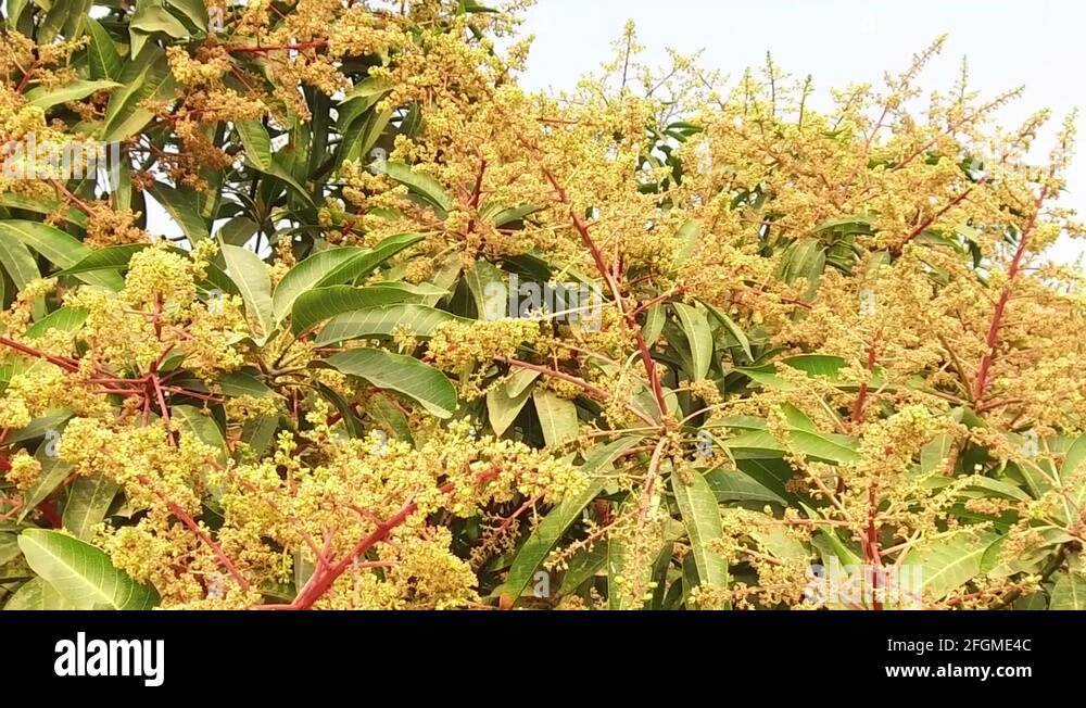 Mango tree in southeast asia Stock Videos & Footage - HD and 4K Video ...