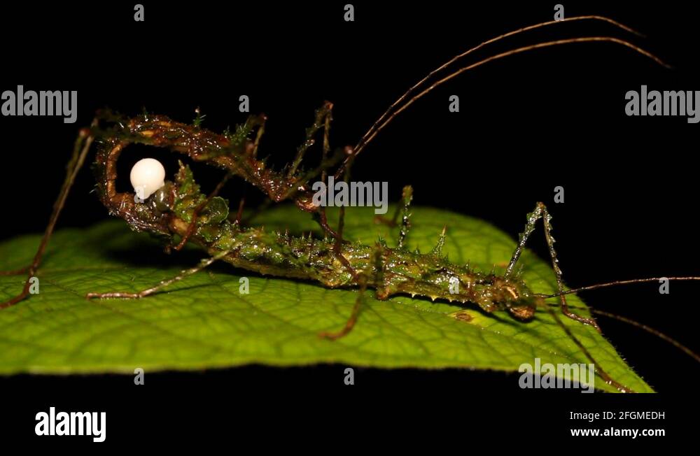 Spiny moss-mimicking stick insect (Acanthoclonia sp Stock Video Footage ...