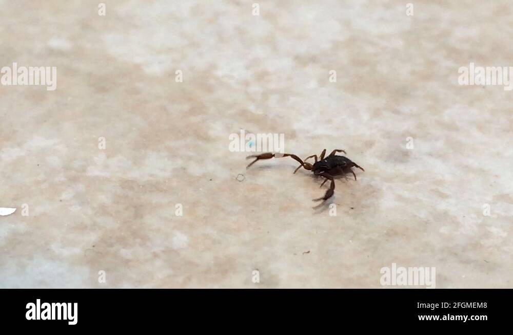 Scorpion spider crab Stock Videos & Footage - HD and 4K Video Clips - Alamy
