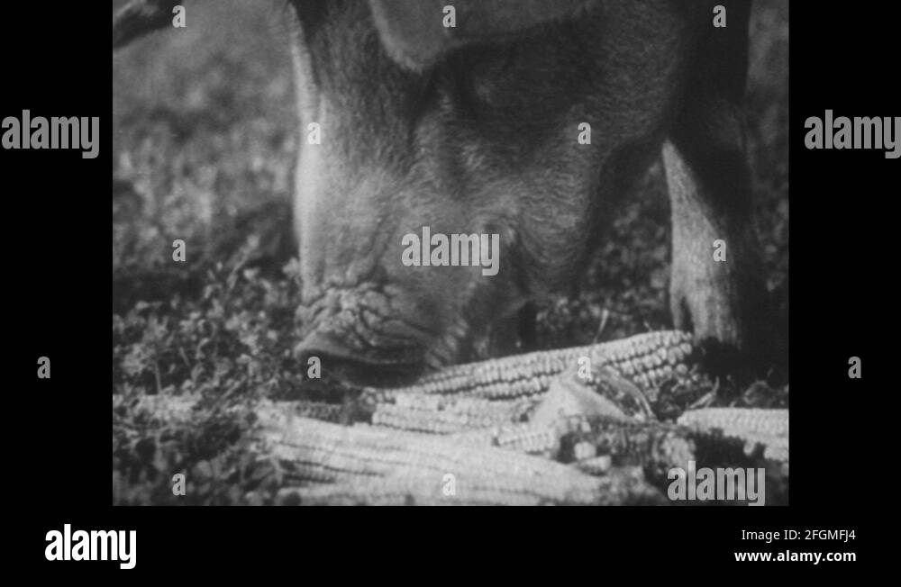 Pig eating corn Stock Videos & Footage - HD and 4K Video Clips - Alamy