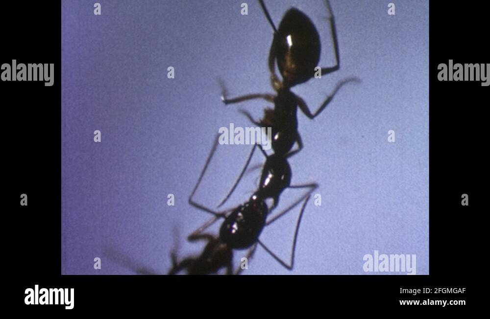 UNITED STATES, 1940s: Ants stood next to each other using feelers Stock ...