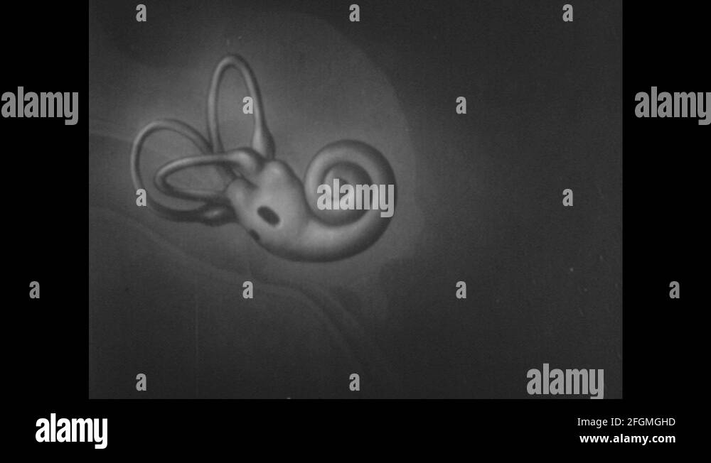 UNITED STATES, 1930s: Diagram of the cochlear and semicircular tubes of ...