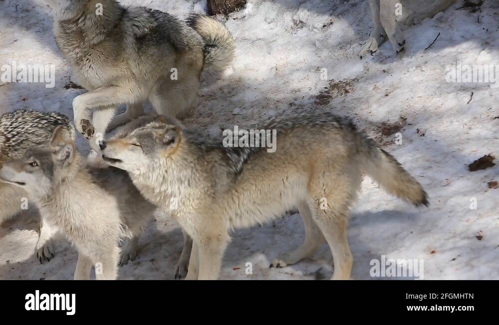 Grey wolf pack Stock Videos & Footage - HD and 4K Video Clips - Alamy