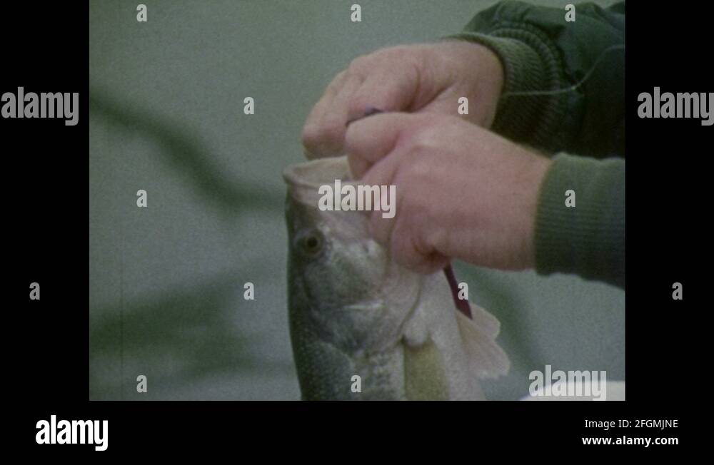 Our face from fish to man Stock Videos & Footage - HD and 4K Video ...