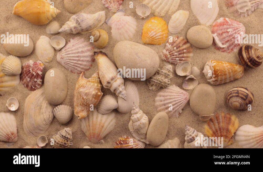 Desert seashells Stock Videos & Footage - HD and 4K Video Clips - Alamy