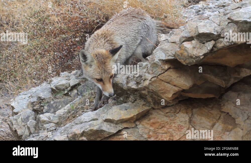 Fox in the rain Stock Videos & Footage - HD and 4K Video Clips - Alamy
