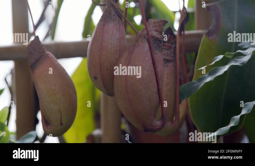 Carnivorous pitcher plant species Stock Videos & Footage - HD and 4K ...