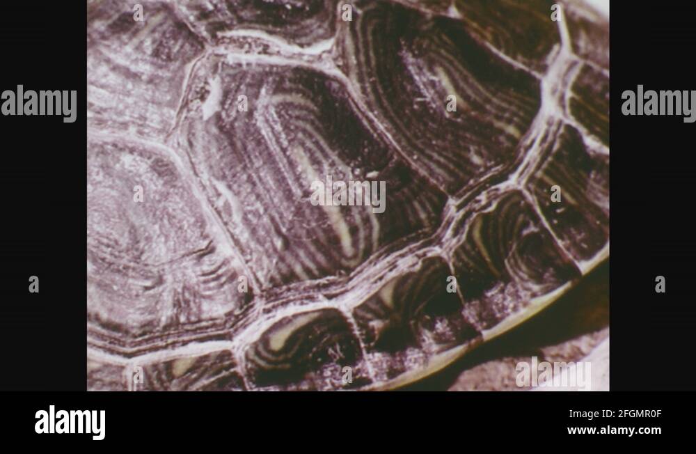 Turtle markings Stock Videos & Footage - HD and 4K Video Clips - Alamy