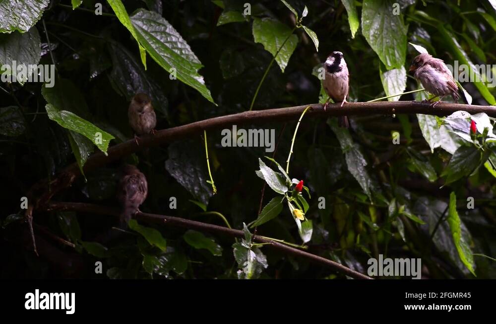 Five sparrows Stock Videos & Footage - HD and 4K Video Clips - Alamy