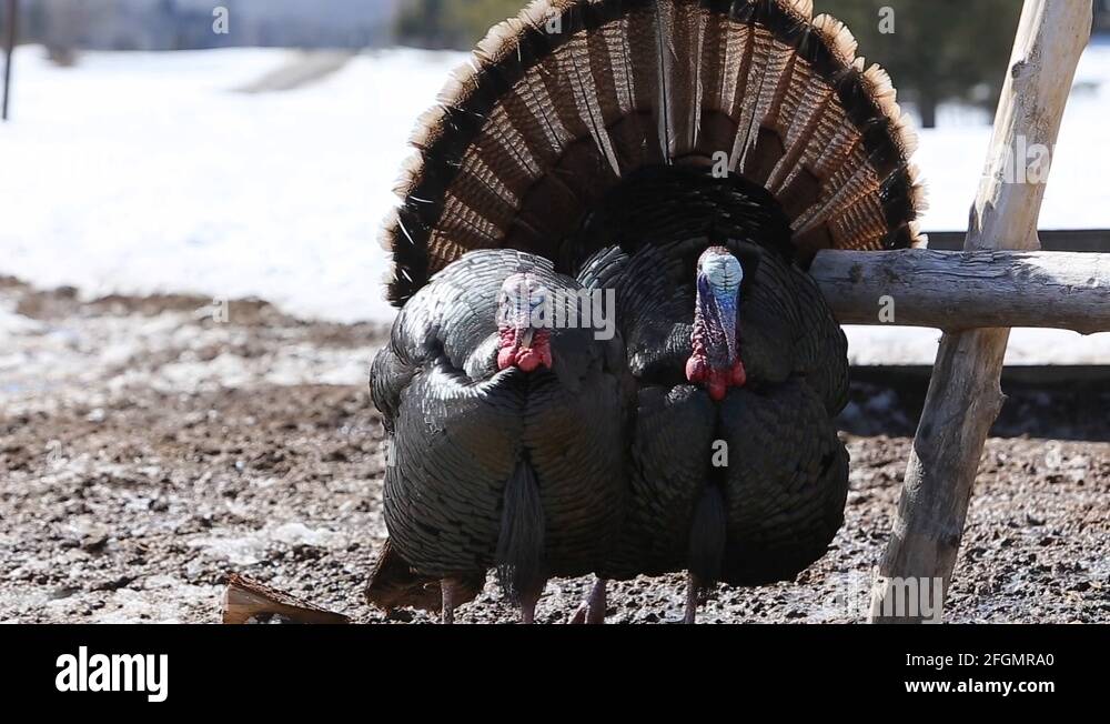 Puffed turkey Stock Videos & Footage - HD and 4K Video Clips - Alamy