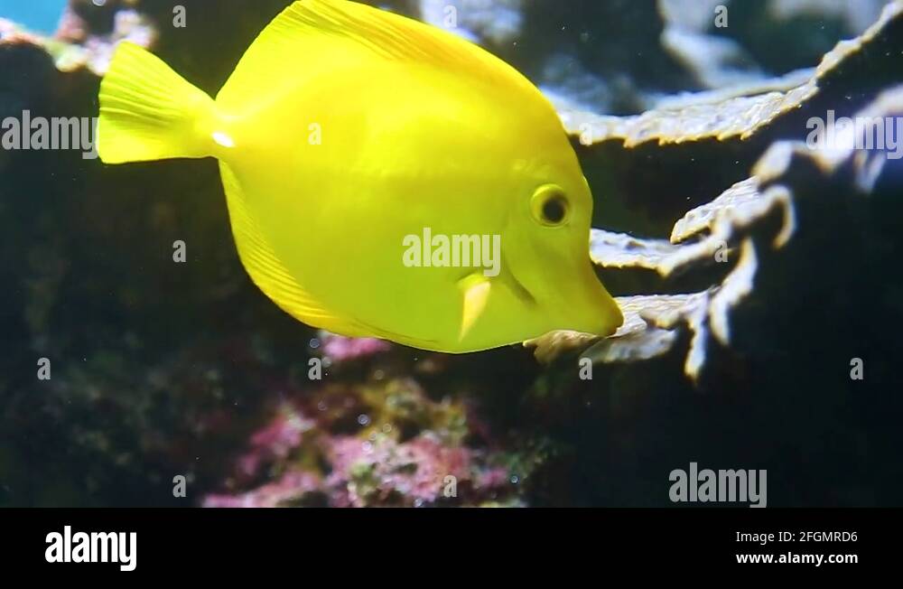 Yellow tangs Stock Videos & Footage - HD and 4K Video Clips - Alamy