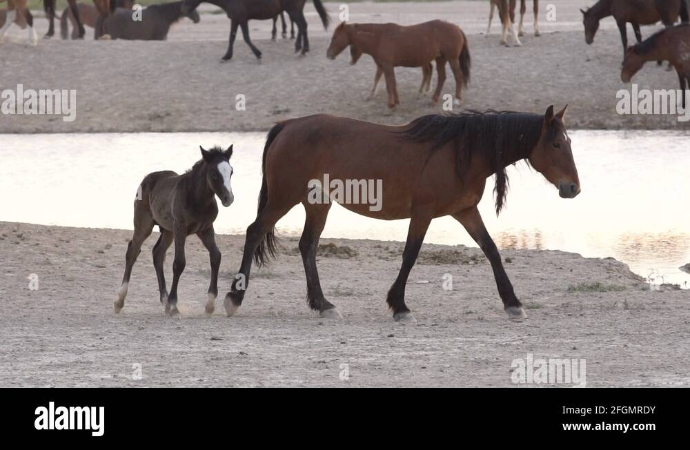 Stud land Stock Videos & Footage - HD and 4K Video Clips - Alamy