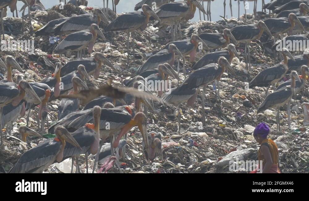 Adjutant storks Stock Videos & Footage - HD and 4K Video Clips - Alamy