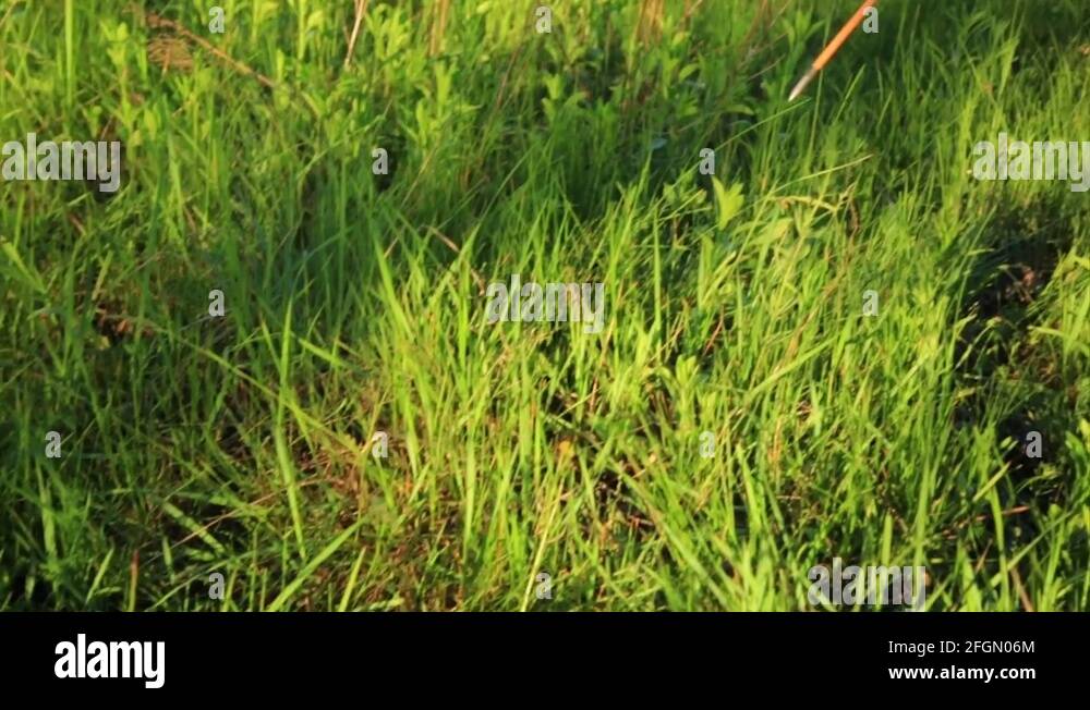 Female ginger hair archer shooting targets with her bow and arrow with ...