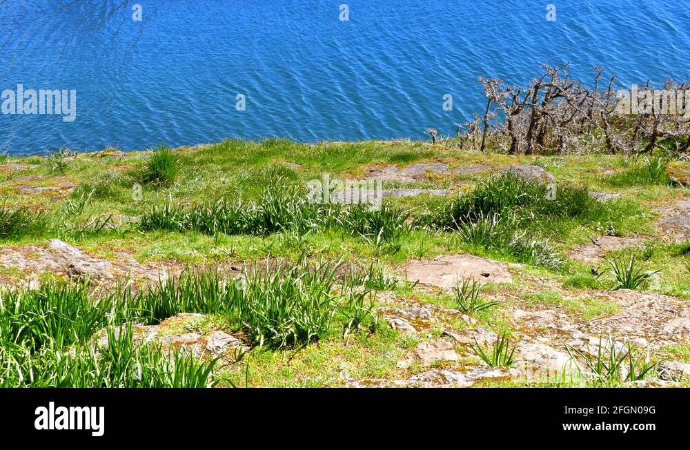 Field sea sky cloud sky Stock Videos & Footage - HD and 4K Video Clips ...