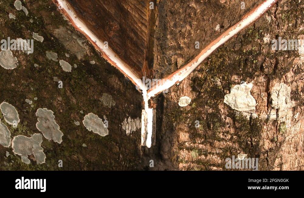 Tapping sap from rubber tree Stock Videos & Footage - HD and 4K Video ...