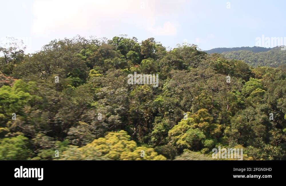 Tropical forest with ancient trees in Southeast Asia Stock Video ...