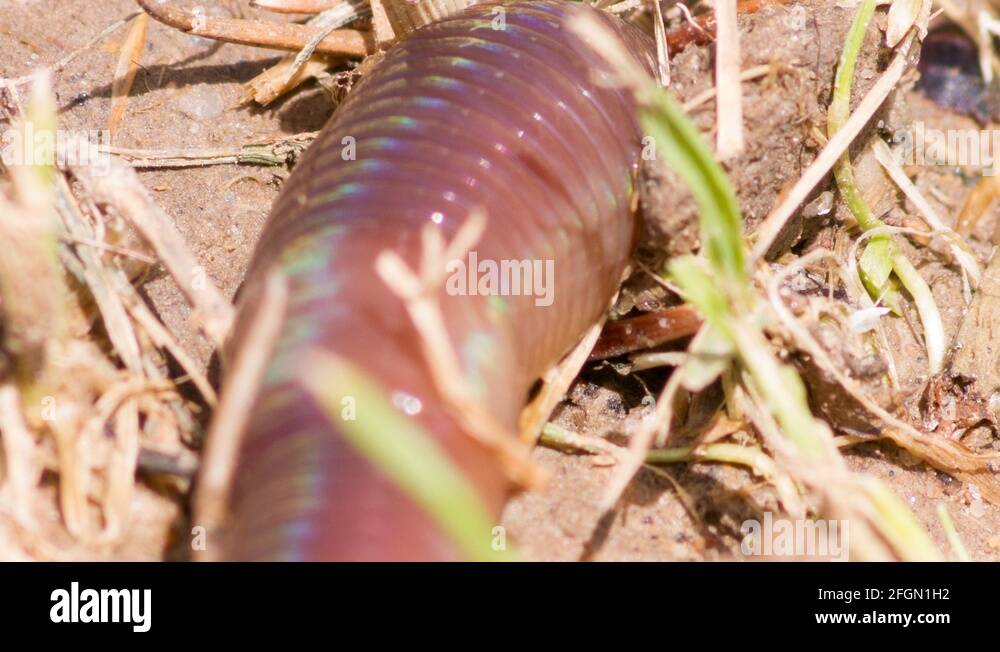 Earthworm and soil Stock Videos & Footage - HD and 4K Video Clips - Alamy