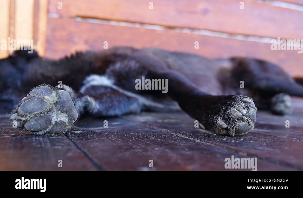 Big dog paws Stock Videos & Footage - HD and 4K Video Clips - Alamy
