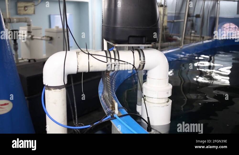 Fish packing plant Stock Videos & Footage - HD and 4K Video Clips - Alamy