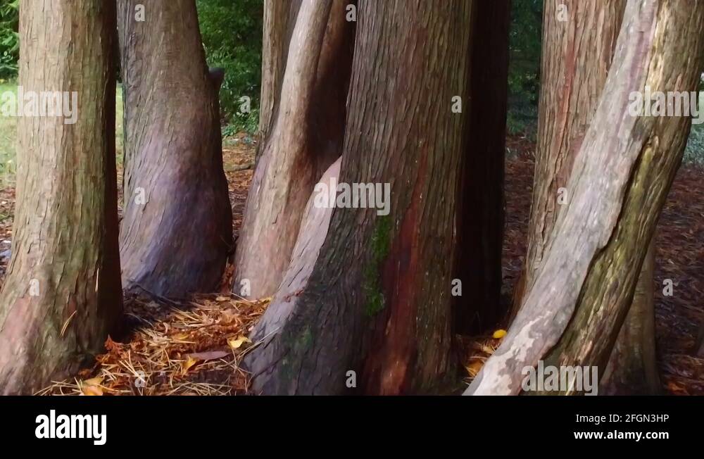 Long pine Stock Videos & Footage - HD and 4K Video Clips - Alamy