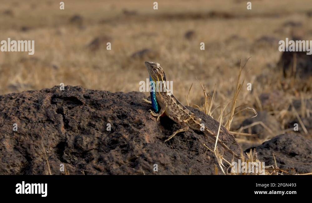 Mating display lizard Stock Videos & Footage - HD and 4K Video Clips ...