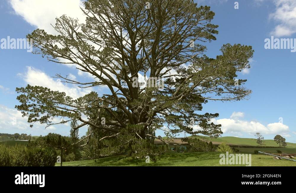 Matamata new zealand Stock Videos & Footage - HD and 4K Video Clips - Alamy