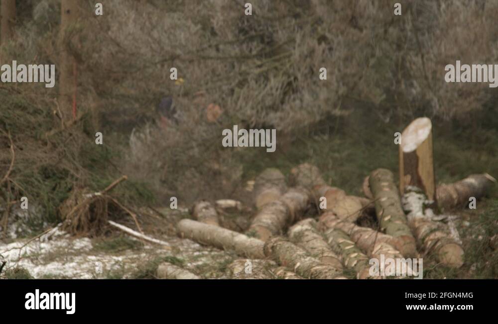 Two cutting tree in forest Stock Videos & Footage - HD and 4K Video ...