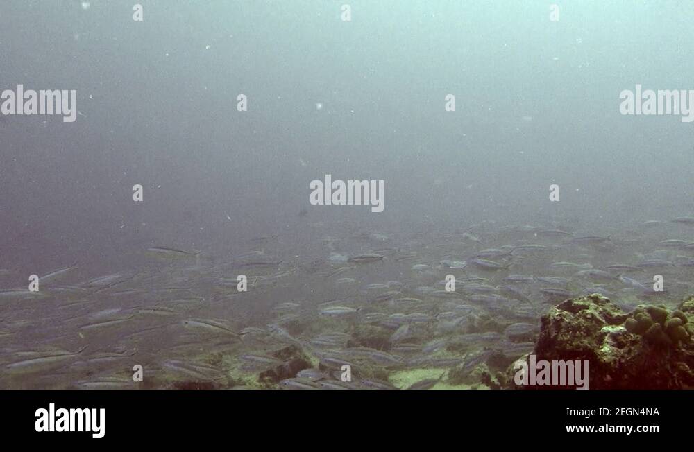 Migration of fish Stock Videos & Footage - HD and 4K Video Clips - Alamy