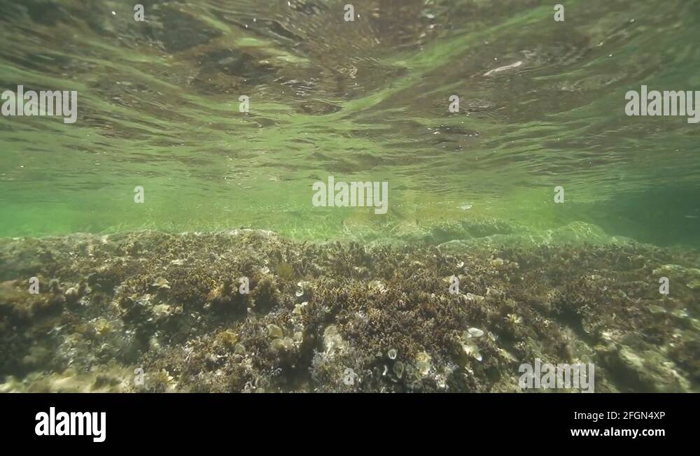 Algae in sea Stock Videos & Footage - HD and 4K Video Clips - Alamy
