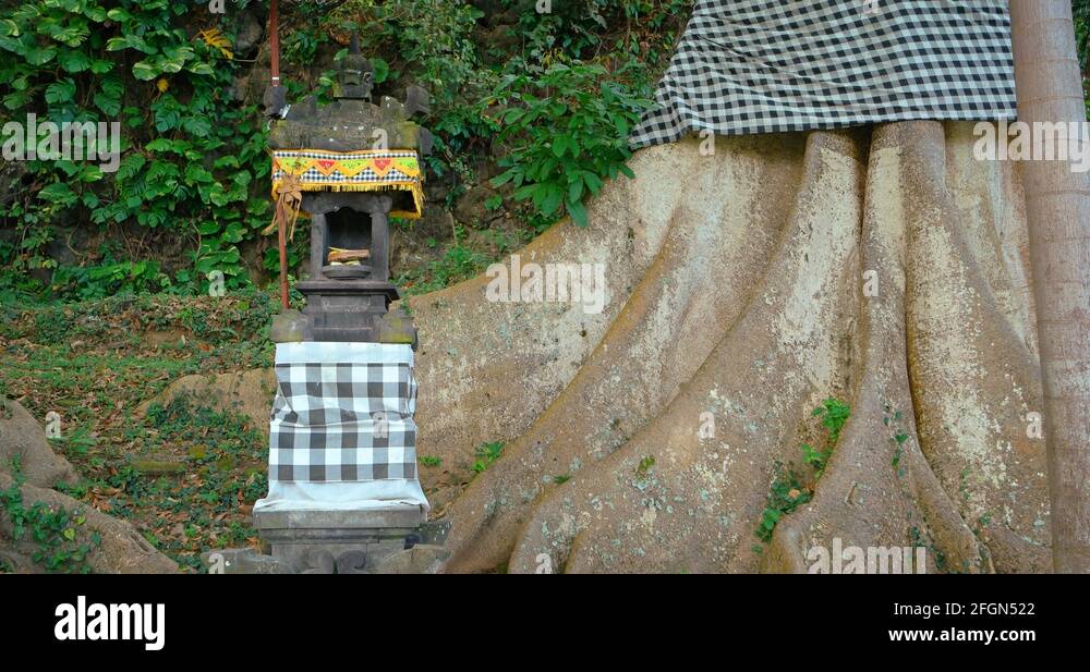 Checker tree Stock Videos & Footage - HD and 4K Video Clips - Alamy