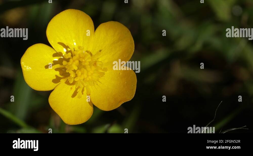 Buttercup in grass Stock Videos & Footage - HD and 4K Video Clips - Alamy