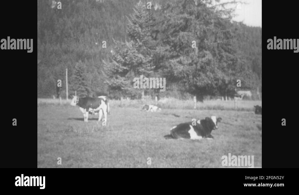Dairy farm 1930s Stock Videos & Footage - HD and 4K Video Clips - Alamy